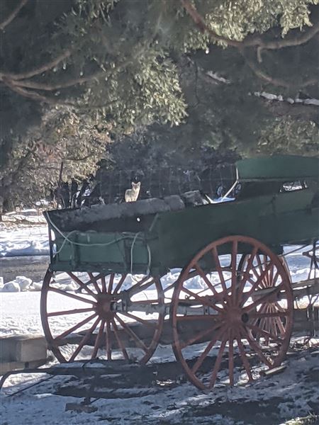 Locations Hub - 1800s Spring Wagon